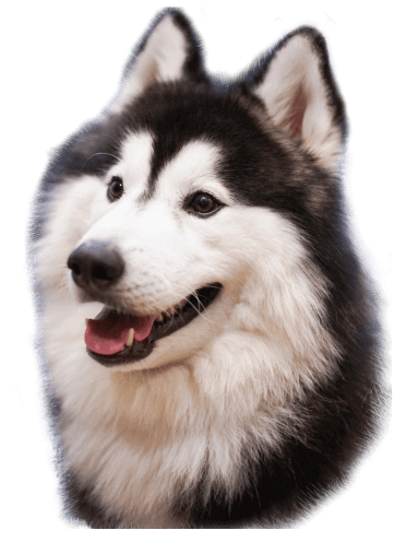 โรงเรียนฝึกสุนัข Jojo House Dog Master ฝึกสุนัขตามมาตรฐานสากล